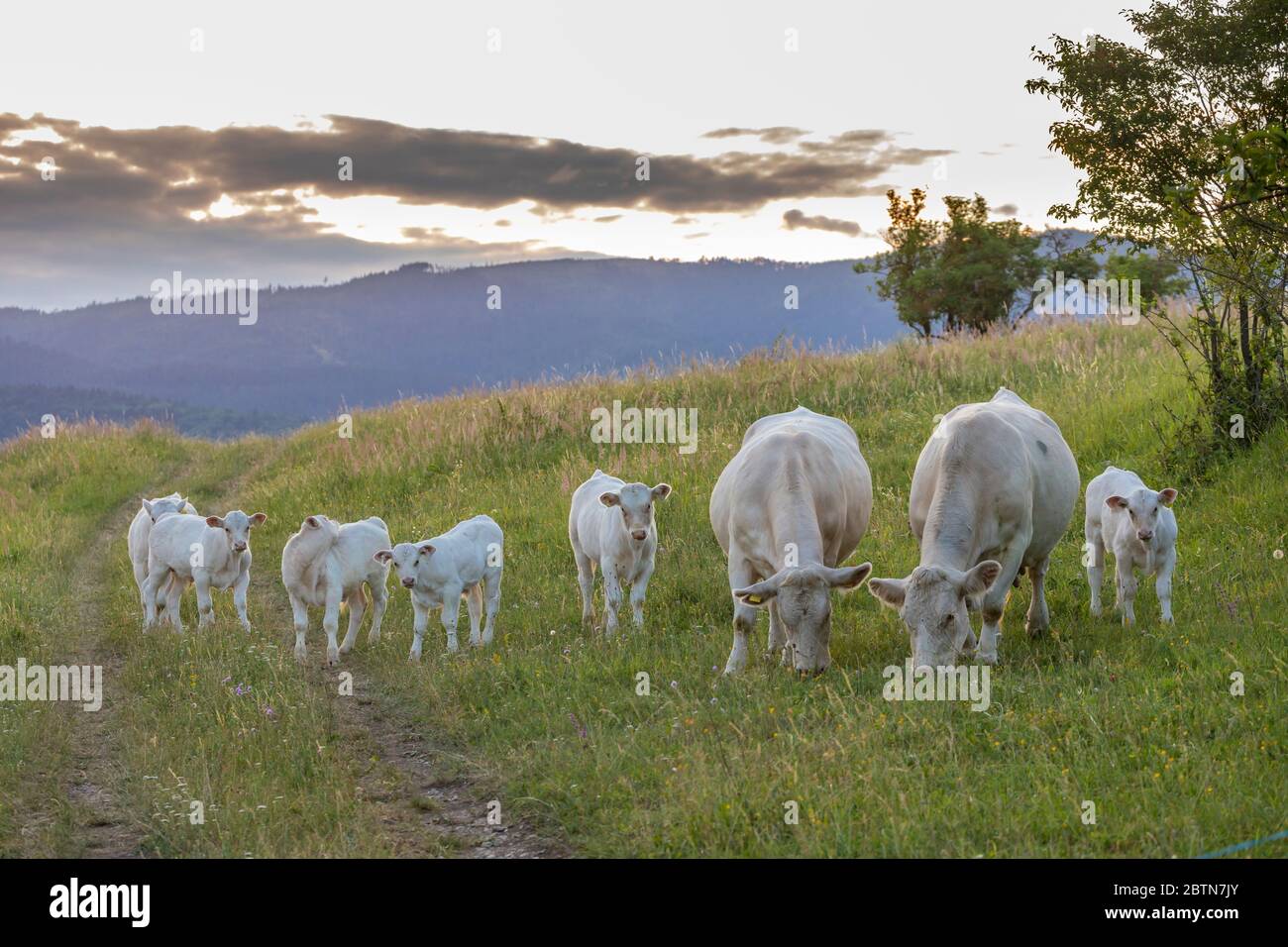 Region Spis High Resolution Stock Photography and Images - Alamy