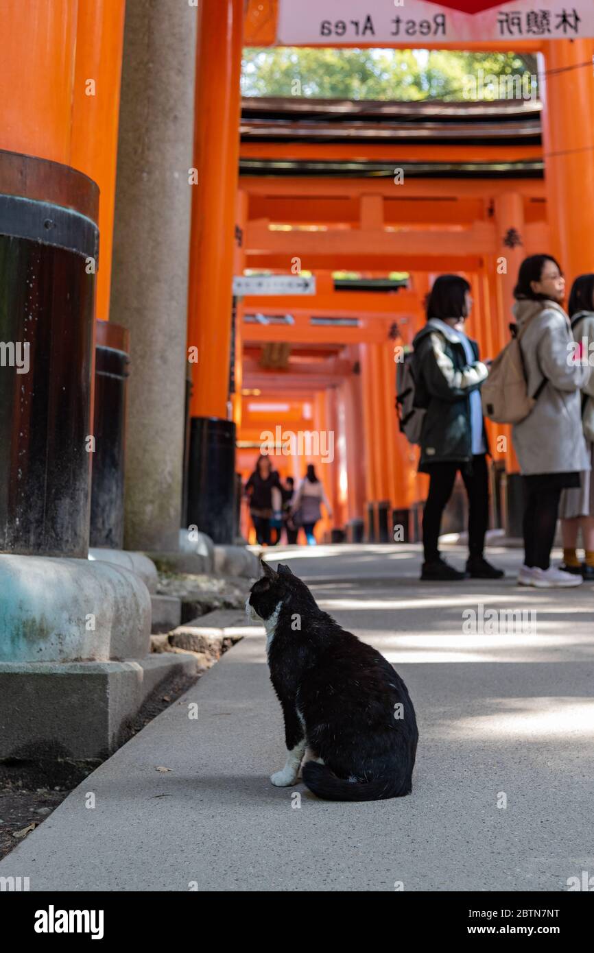 Fushimi inari taisha cat hi-res stock photography and images - Alamy