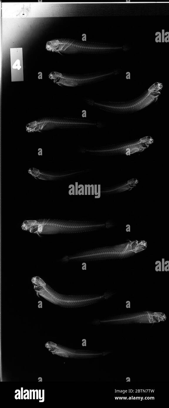 Praealticus margaritatus. 6 males, 10 females, 5 juv.10 Apr 202021 ...