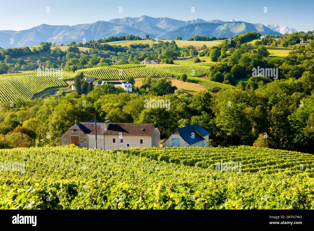 vineyard in south Jurancon, France Stock Photo - Alamy