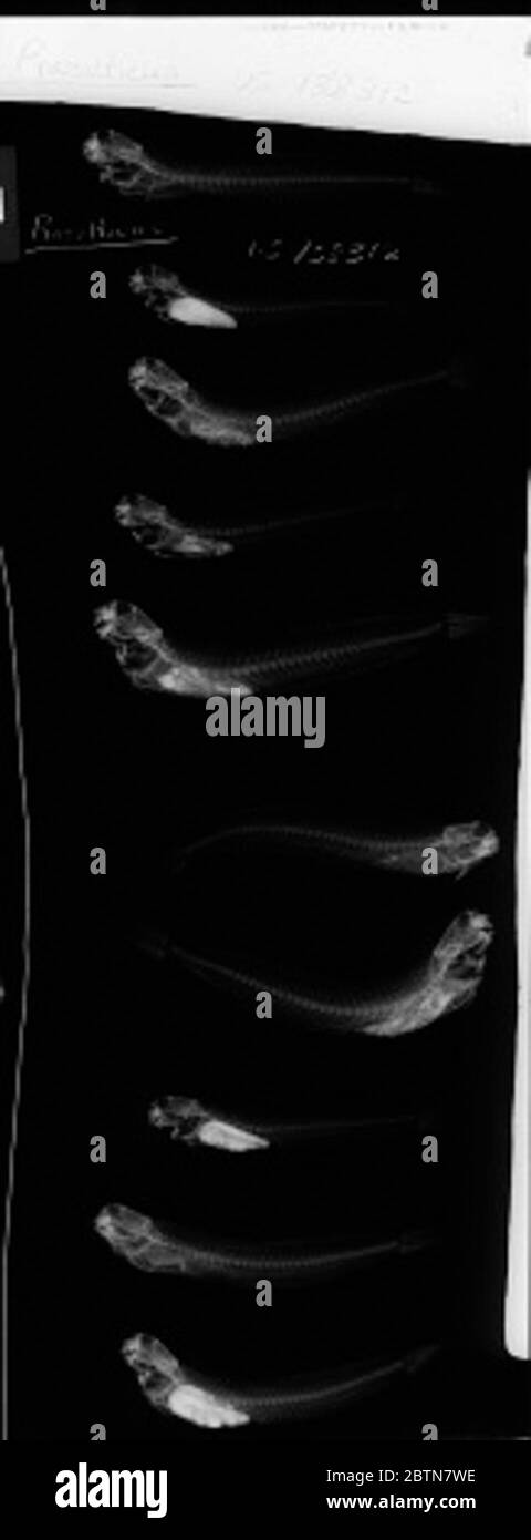 Praealticus caesius. 2 Dec 201540 Stock Photo - Alamy