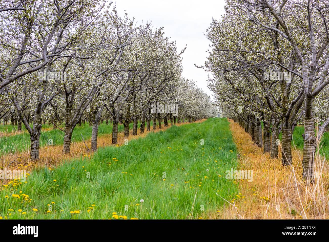 Cherry orchard usa hi-res stock photography and images - Alamy