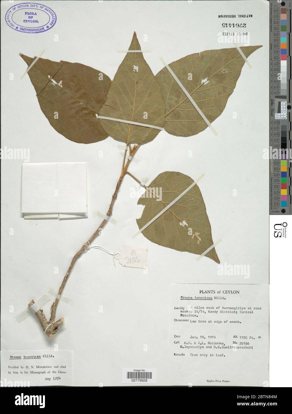 Premna tomentosa sensu Blanco non Wall Stock Photo - Alamy