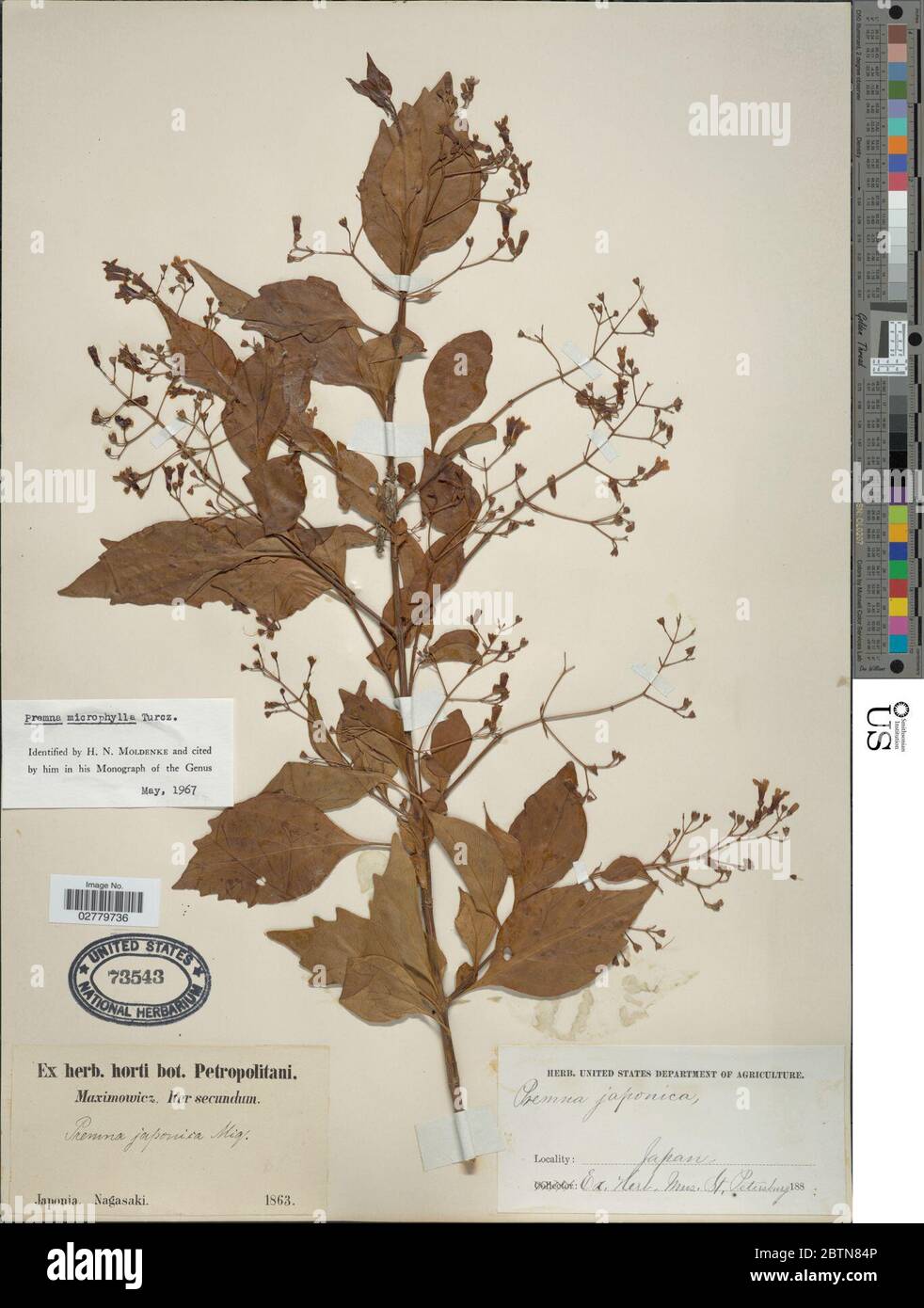 Premna microphylla Turcz Stock Photo - Alamy