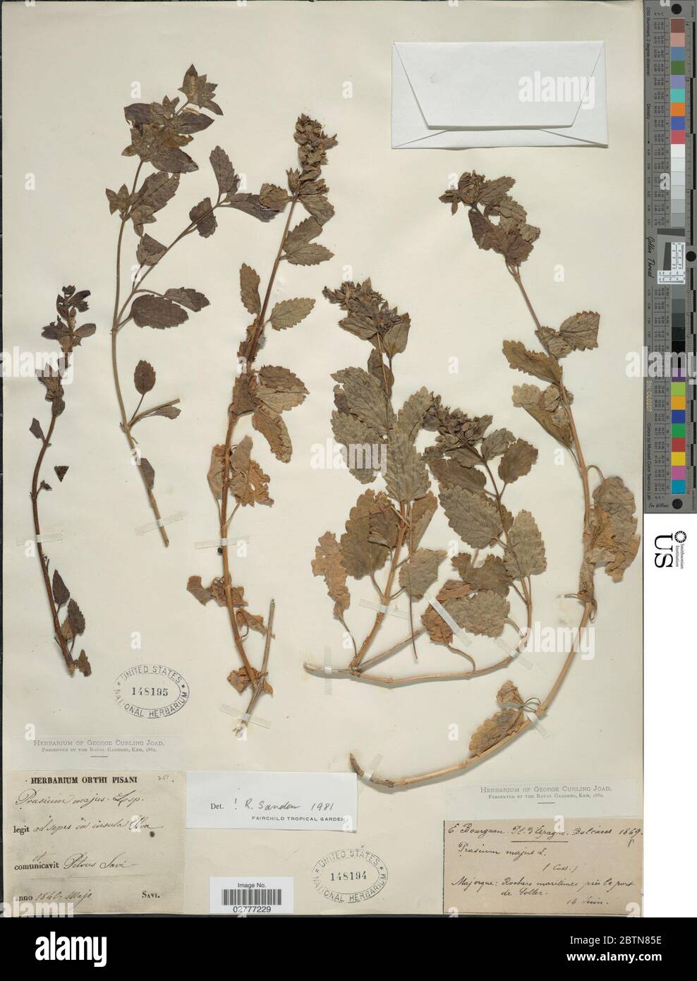 Prasium majus hi-res stock photography and images - Alamy