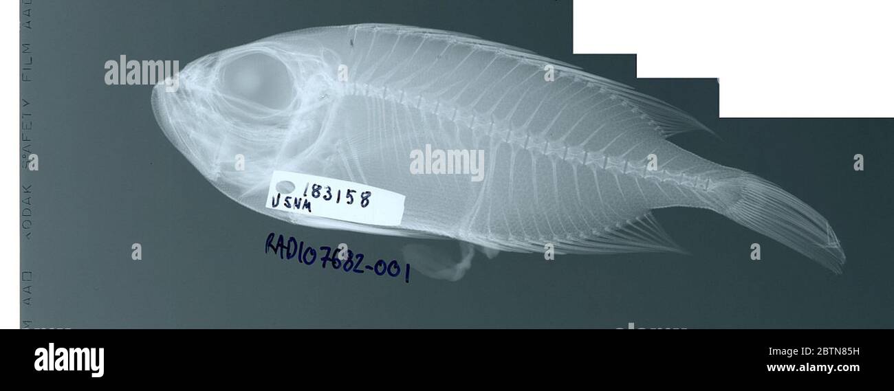 Priacanthus tayenus. 26 Oct 20181 Stock Photo - Alamy