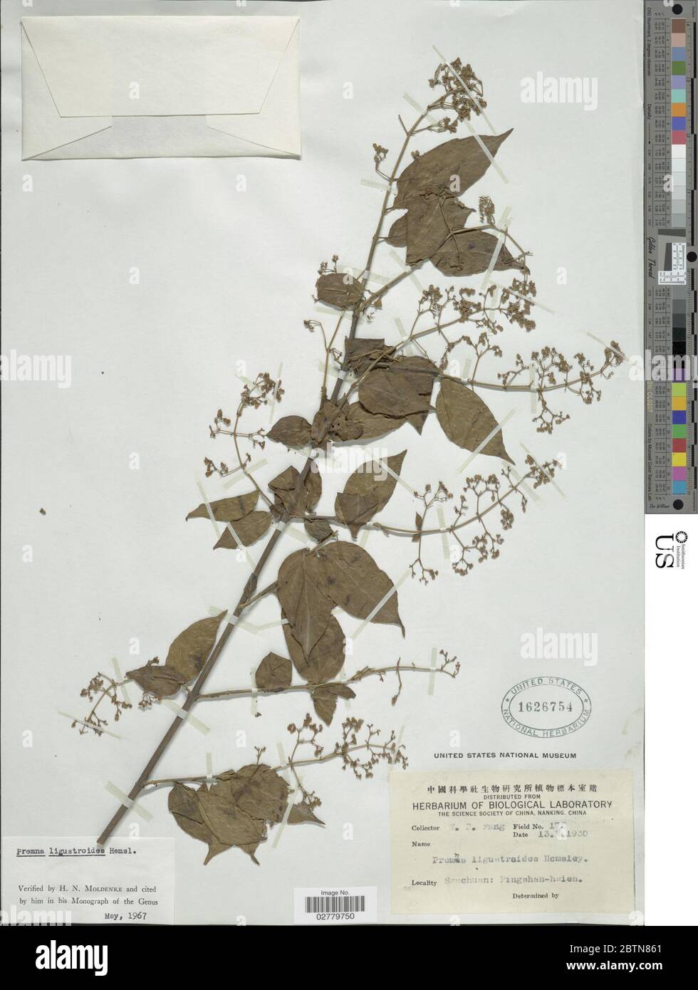 Premna hi-res stock photography and images - Alamy