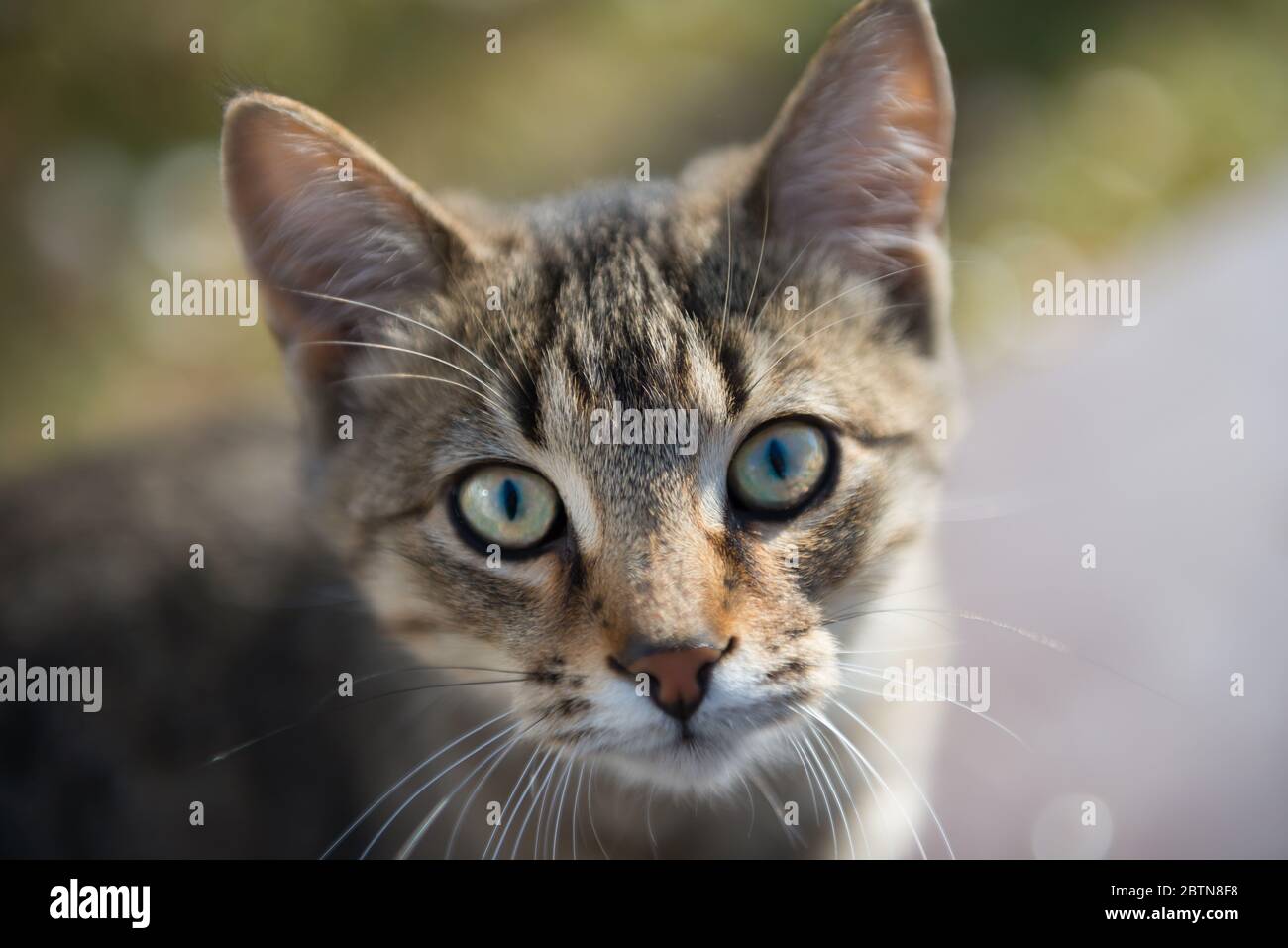 Domestic cat at home Stock Photo - Alamy
