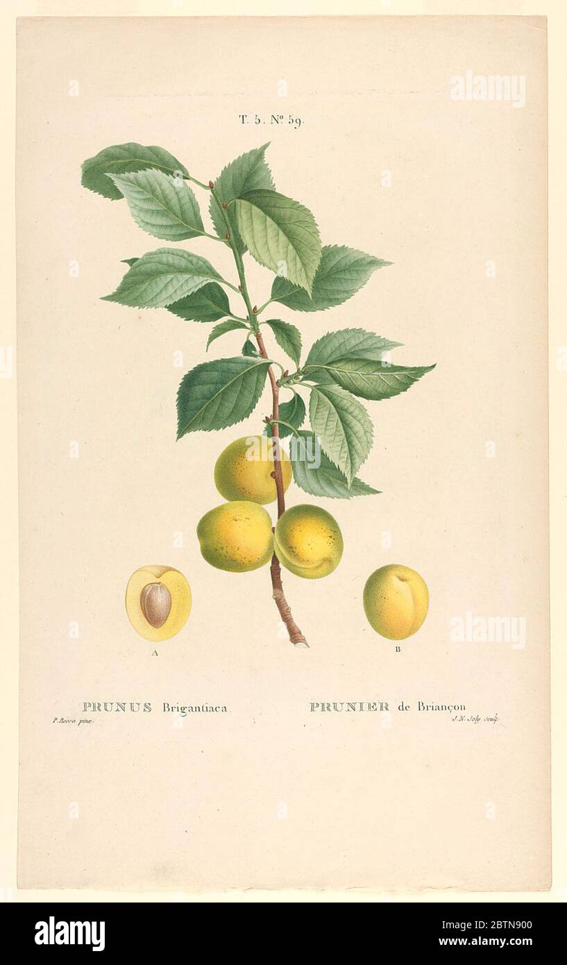 Prunus Brigantiaca. Research in ProgressA vertical twig with leaves and ...