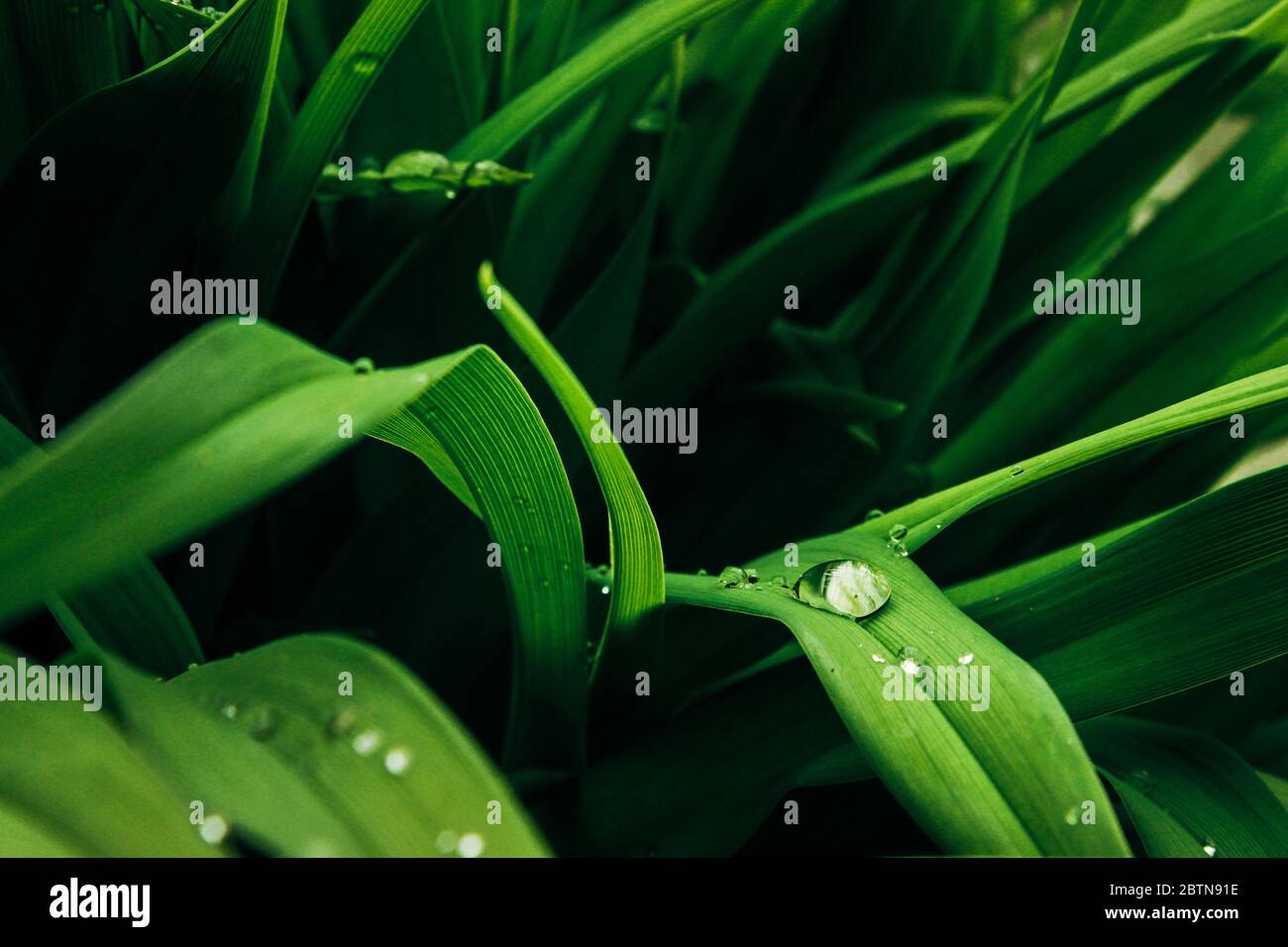 amazing beautiful drops of morning dew on fresh green leaves in ...