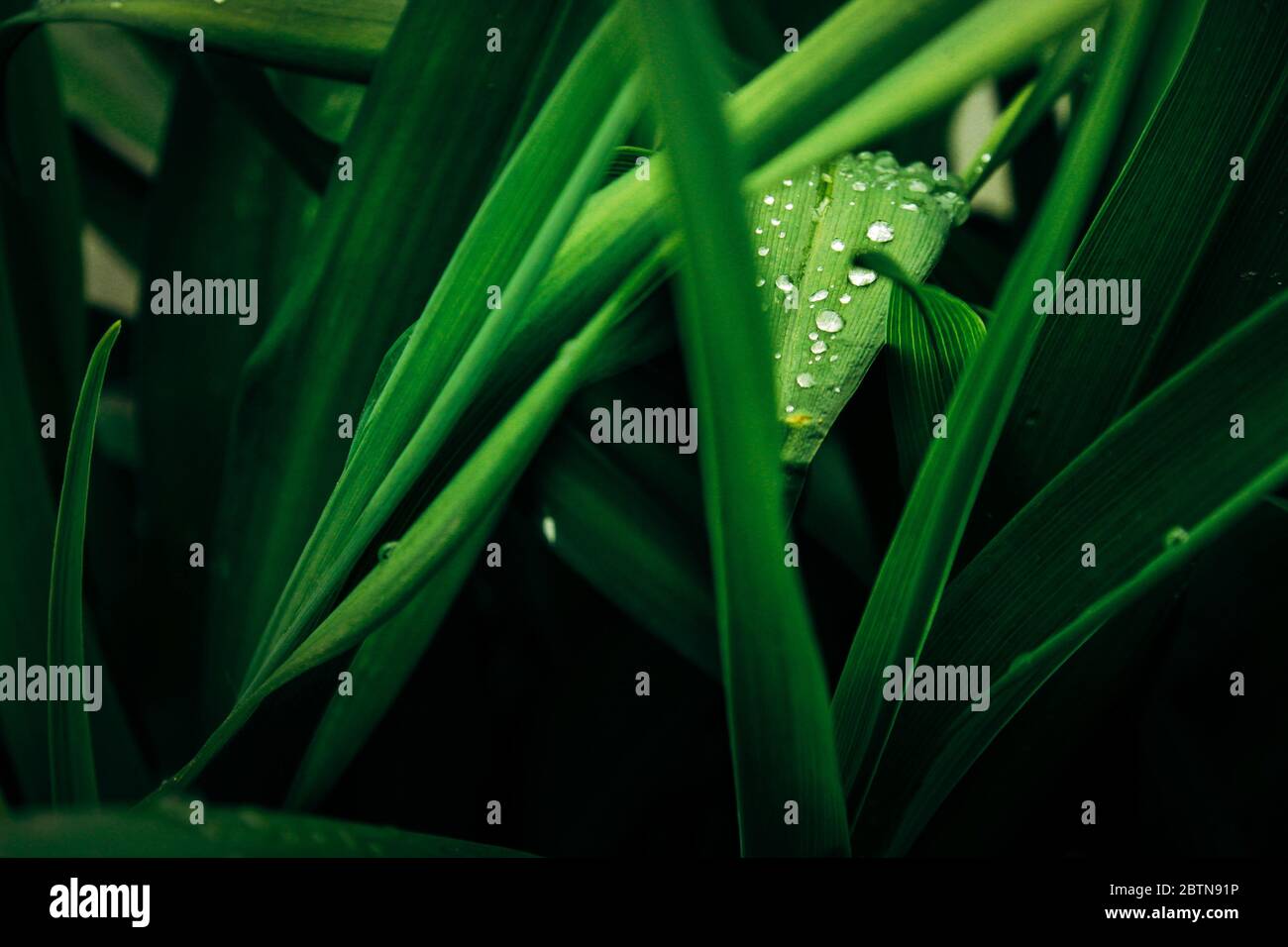 amazing beautiful drops of morning dew on fresh green leaves in ...