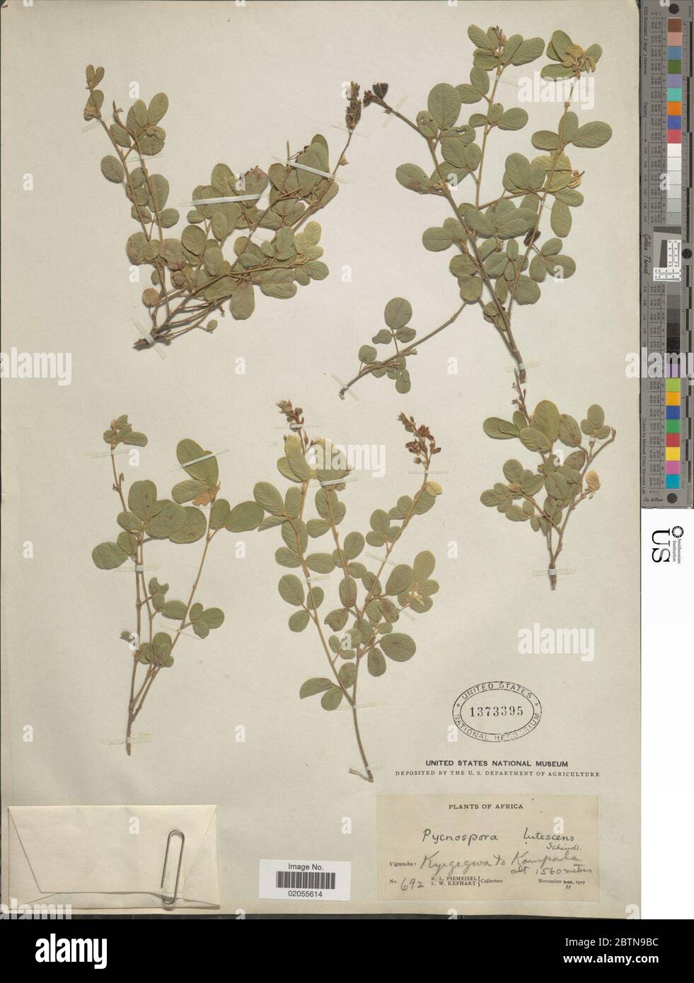 Pycnospora lutescens Poir Schindl. 29 Dec 20171 Stock Photo - Alamy