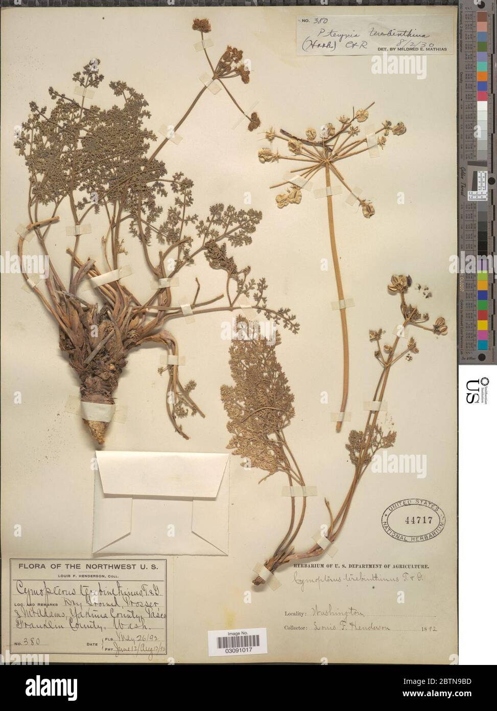 Pteryxia terebinthina Hook JM Coult Rose. 10 Jan 20191 Stock Photo - Alamy