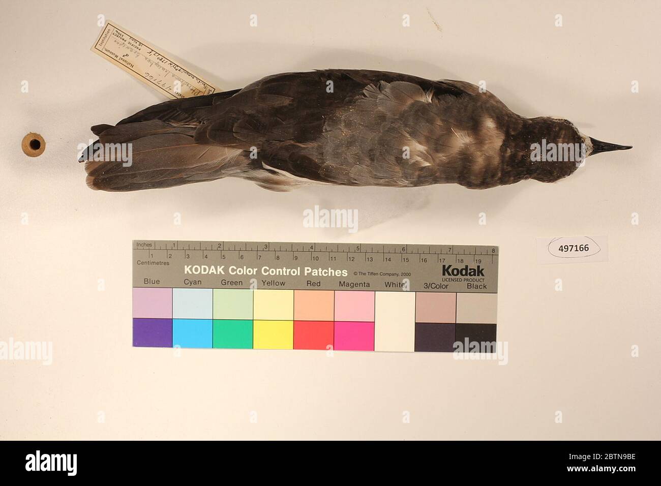 Pterodroma leucoptera hi-res stock photography and images - Alamy