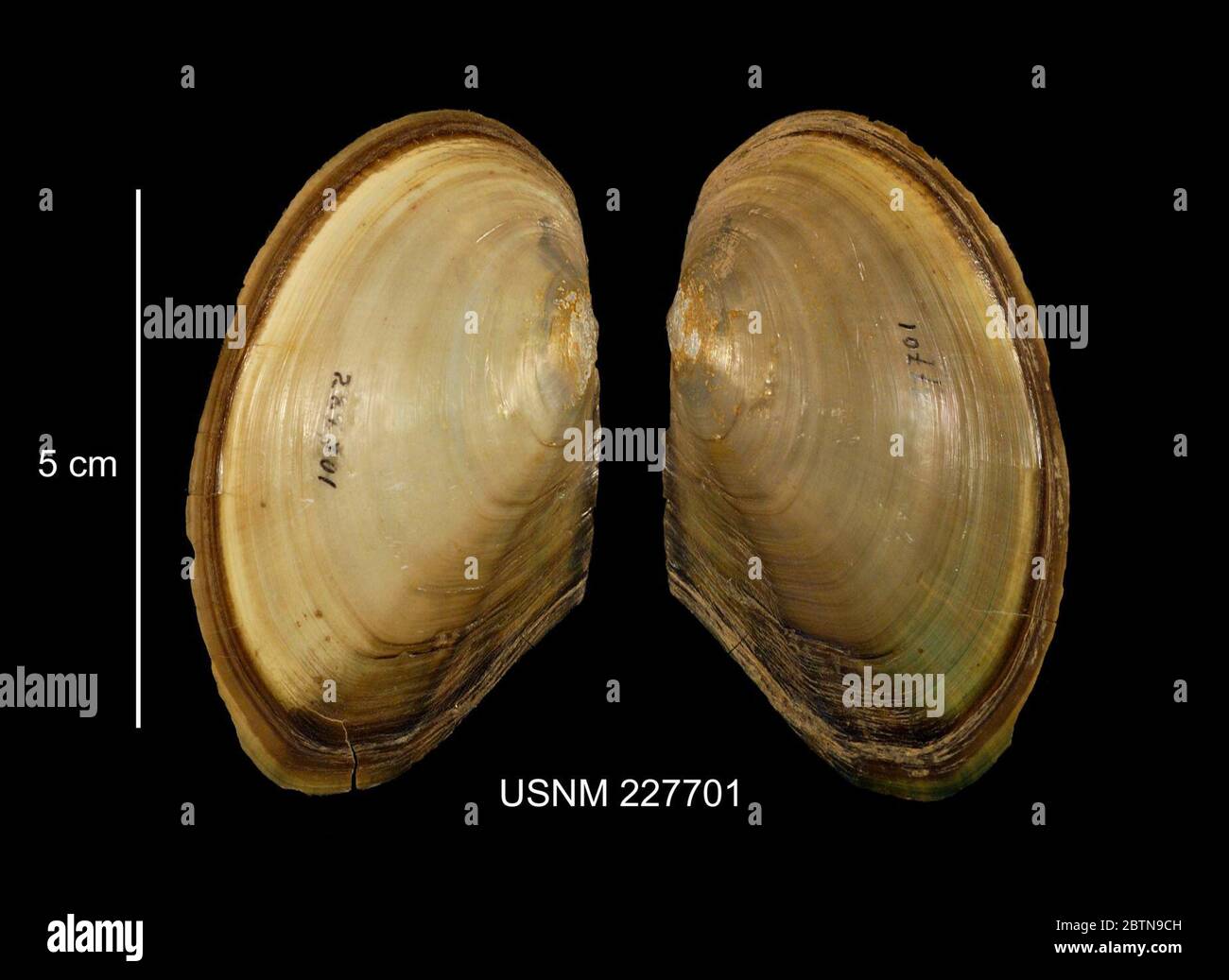 Pyganodon cataracta. 30 Mar 20205 Stock Photo - Alamy
