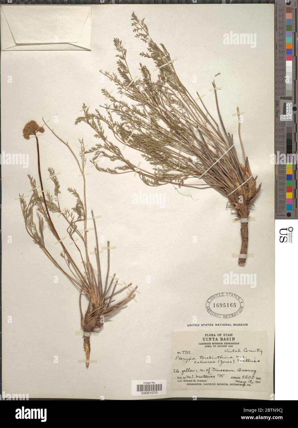 Pteryxia terebinthina var calcarea ME Jones Mathias. 4 Feb 20191 Stock ...