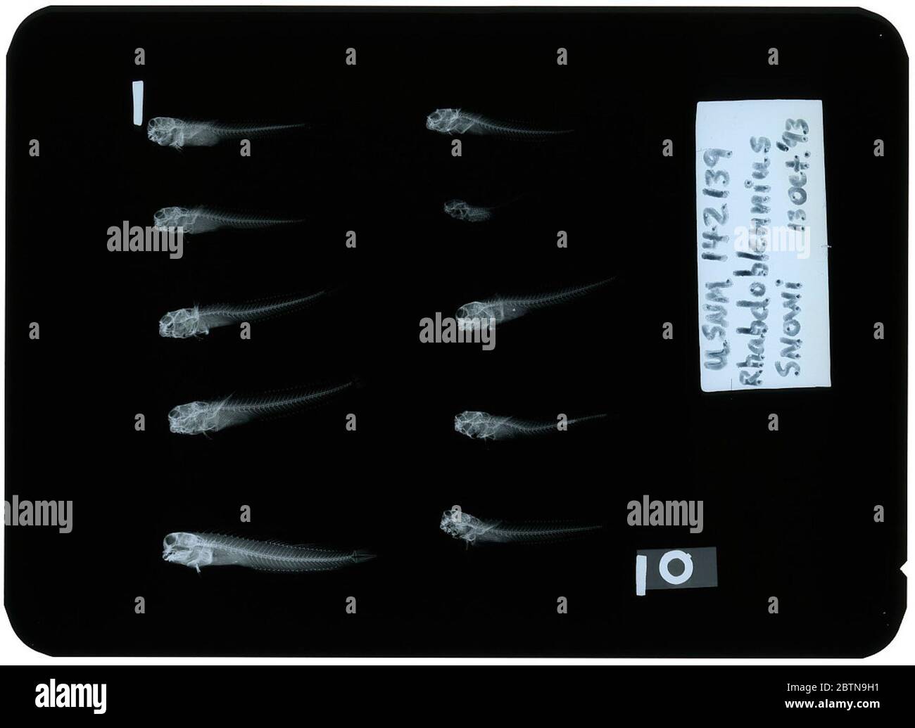 Marine small Cut Out Stock Images & Pictures - Alamy