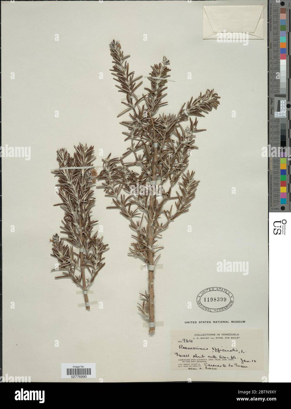 Rosmarinus officinalis l hi-res stock photography and images - Alamy