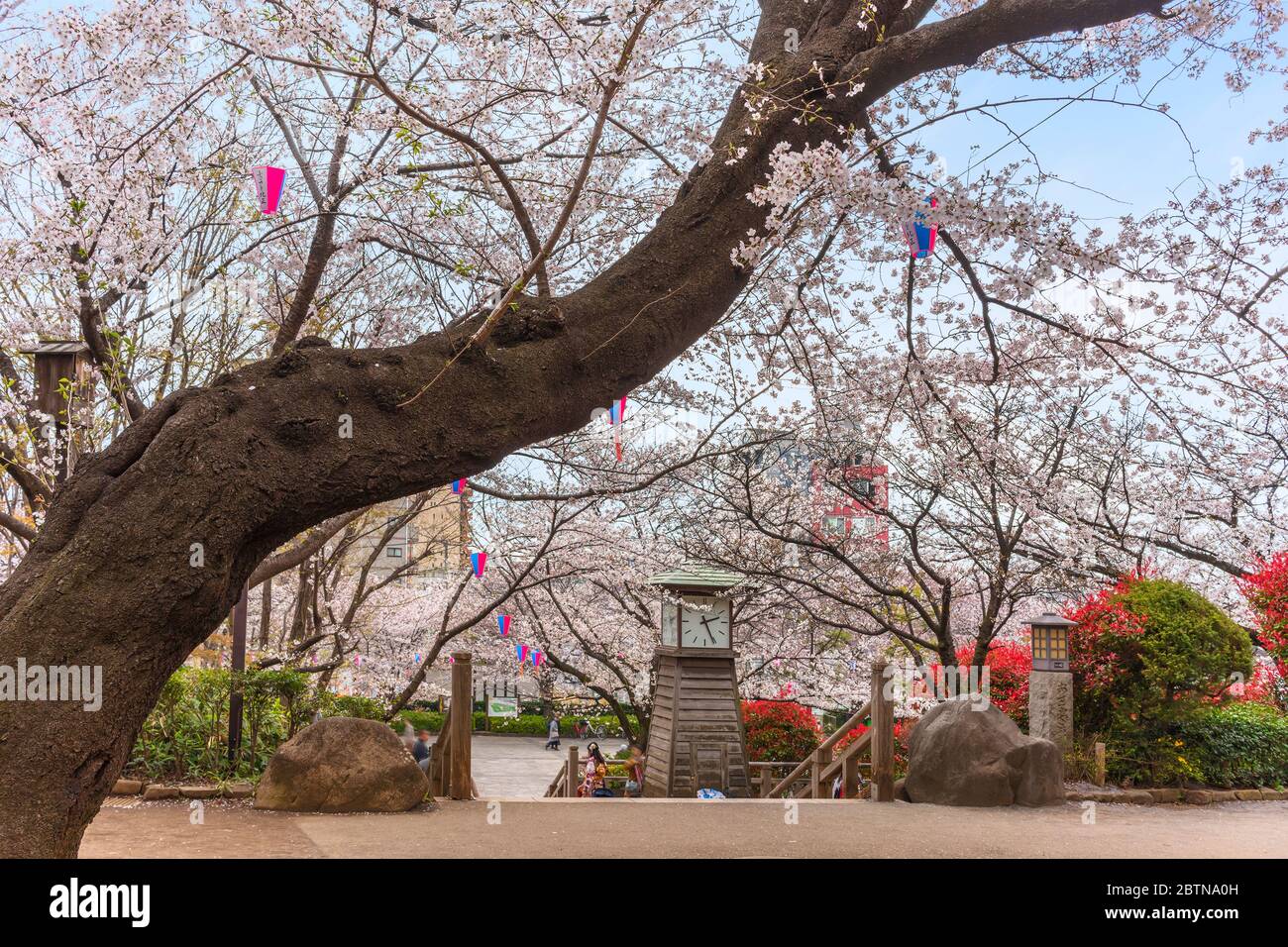 Clock tower overlooked by Somei Yoshino pink Cherry blossoms trees of ...