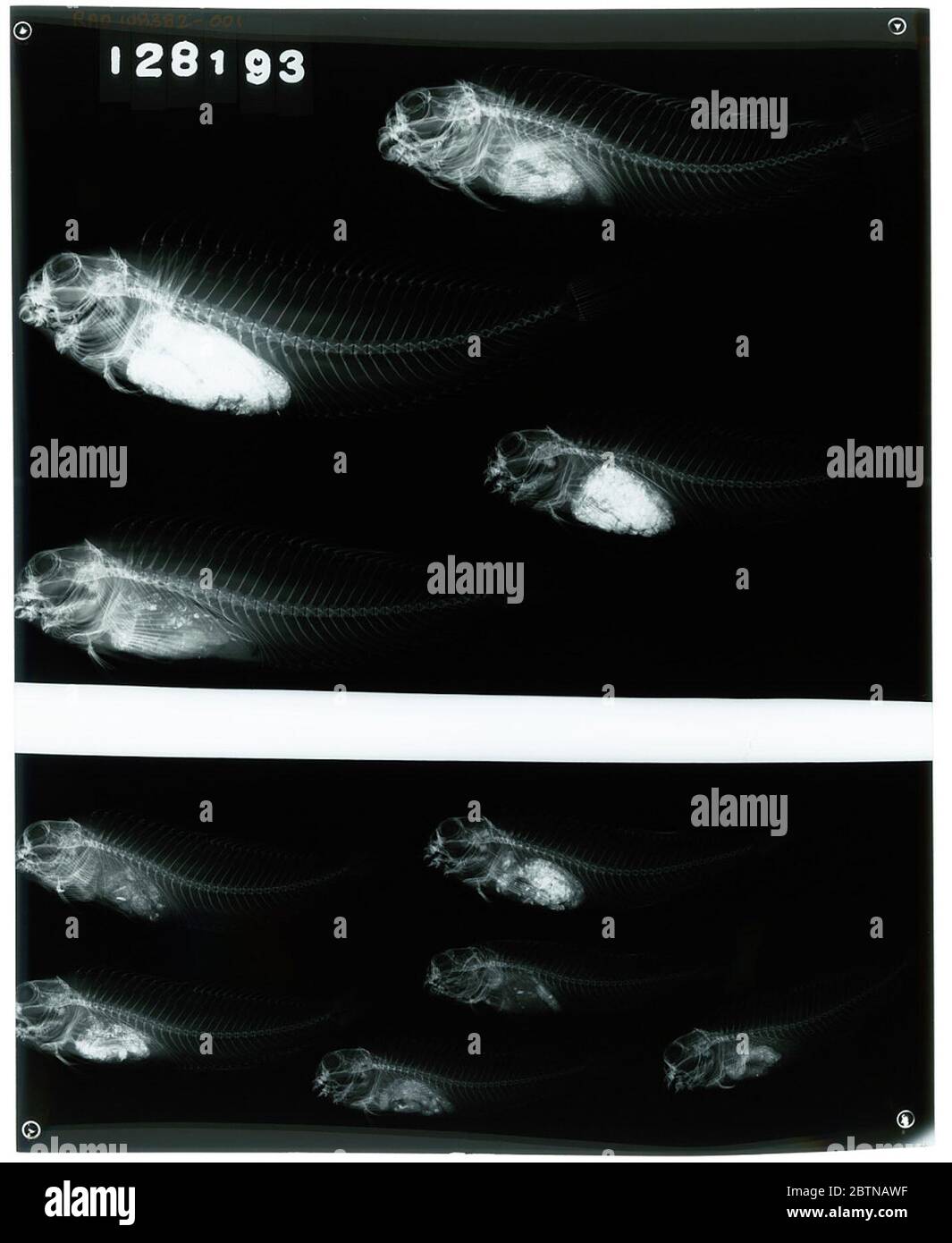 Scartichthys gigas. 24 Oct 20181 Stock Photo - Alamy