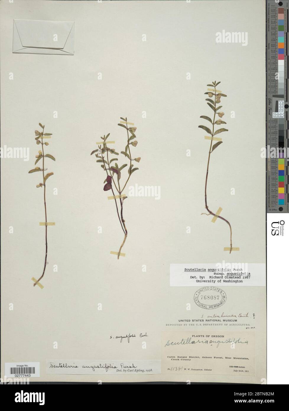 Scutellaria angustifolia Pursh. 25 Apr 20181 Stock Photo - Alamy