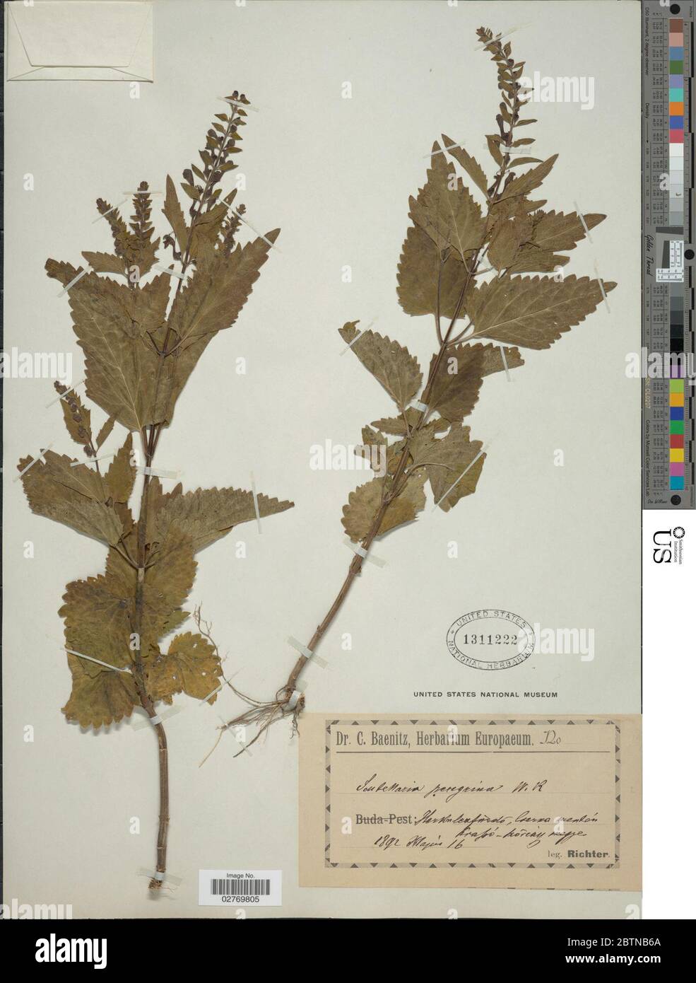 Scutellaria peregrina hi-res stock photography and images - Alamy