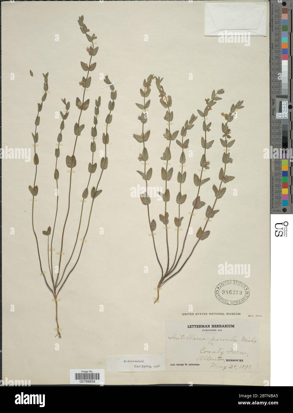 Scutellaria parvula hi-res stock photography and images - Alamy