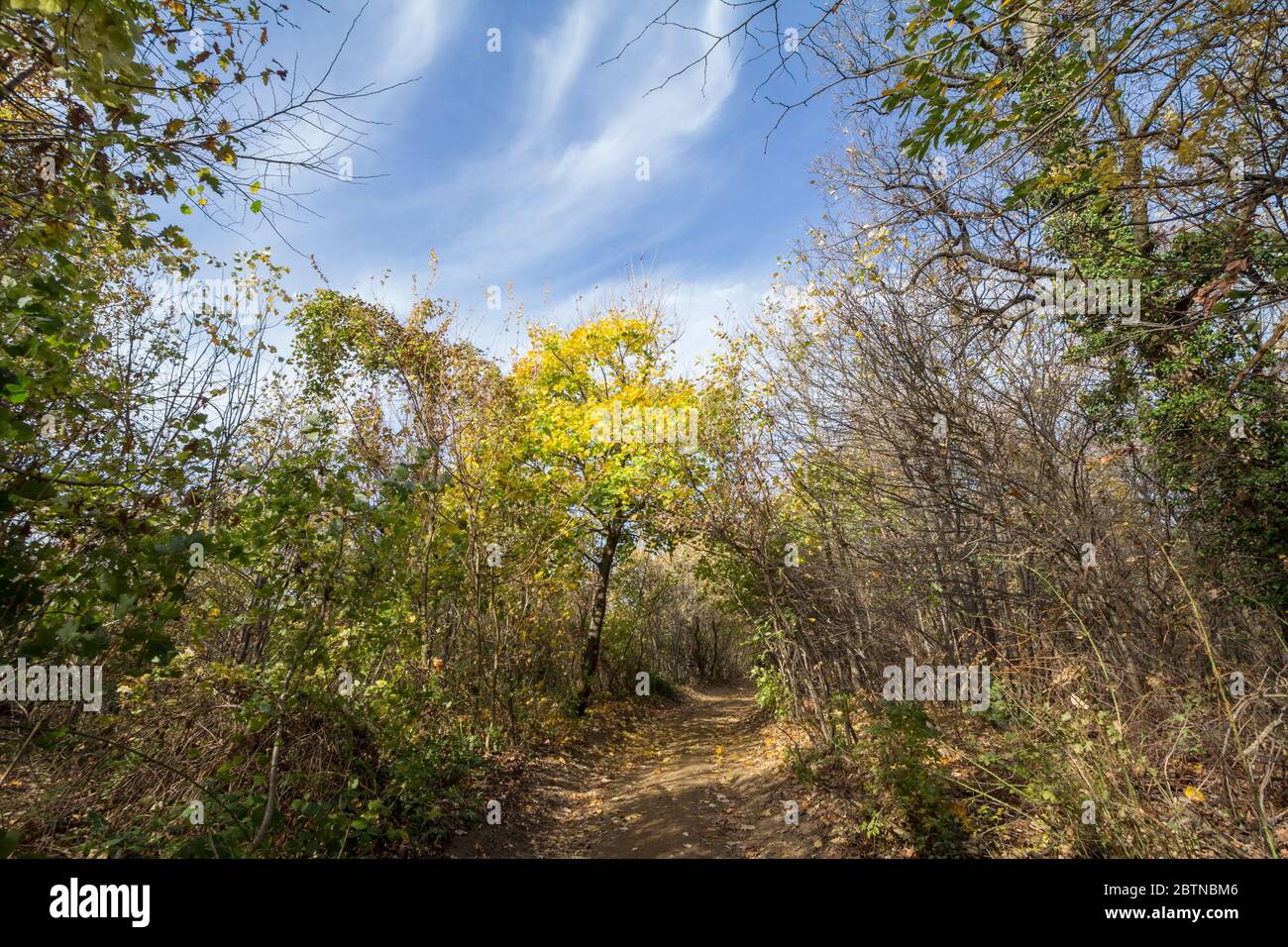 Forest path, surrounded by broad leaved trees in their yellow fall ...