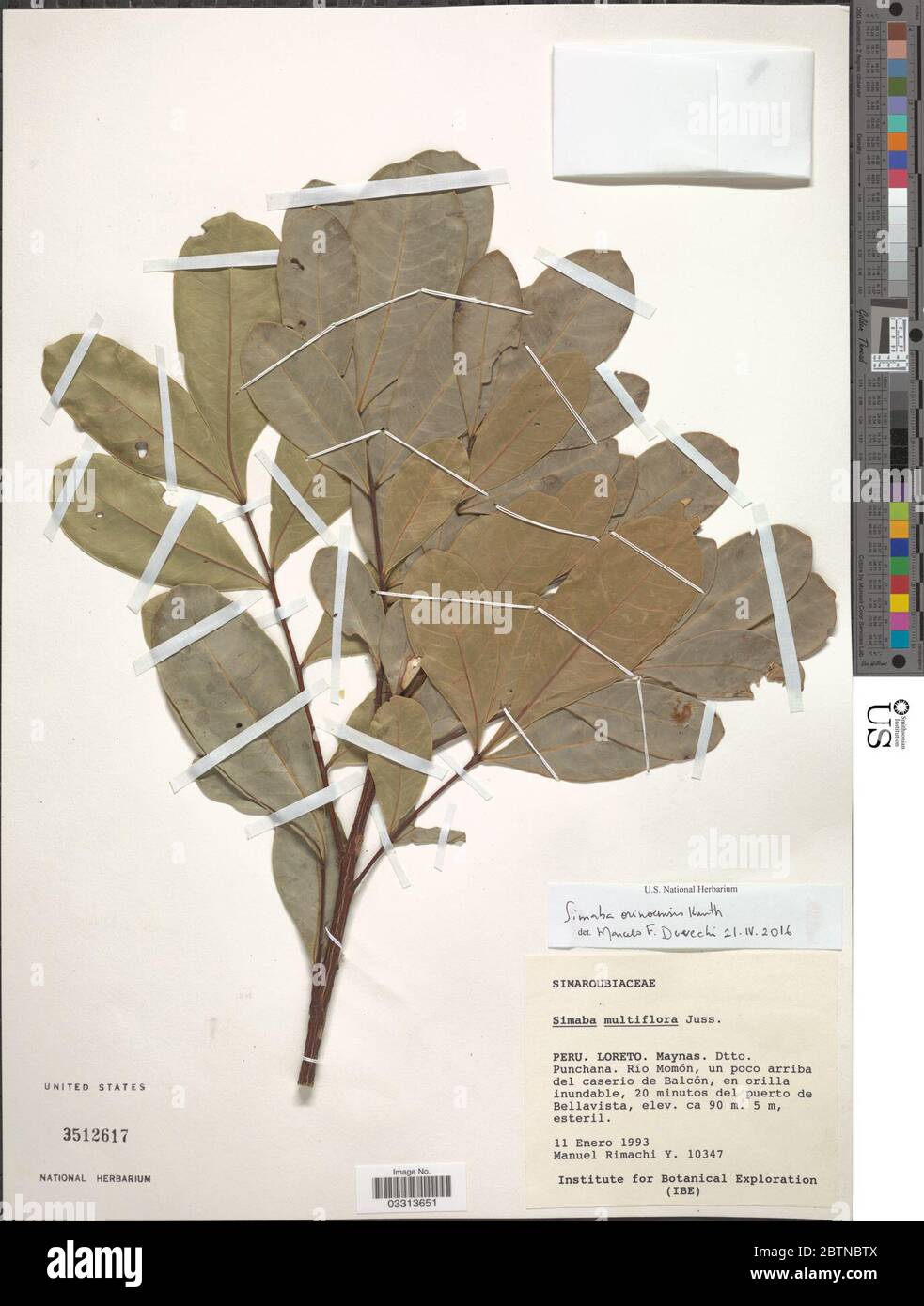 Simaba multiflora A Juss. 12 Jul 20191 Stock Photo - Alamy