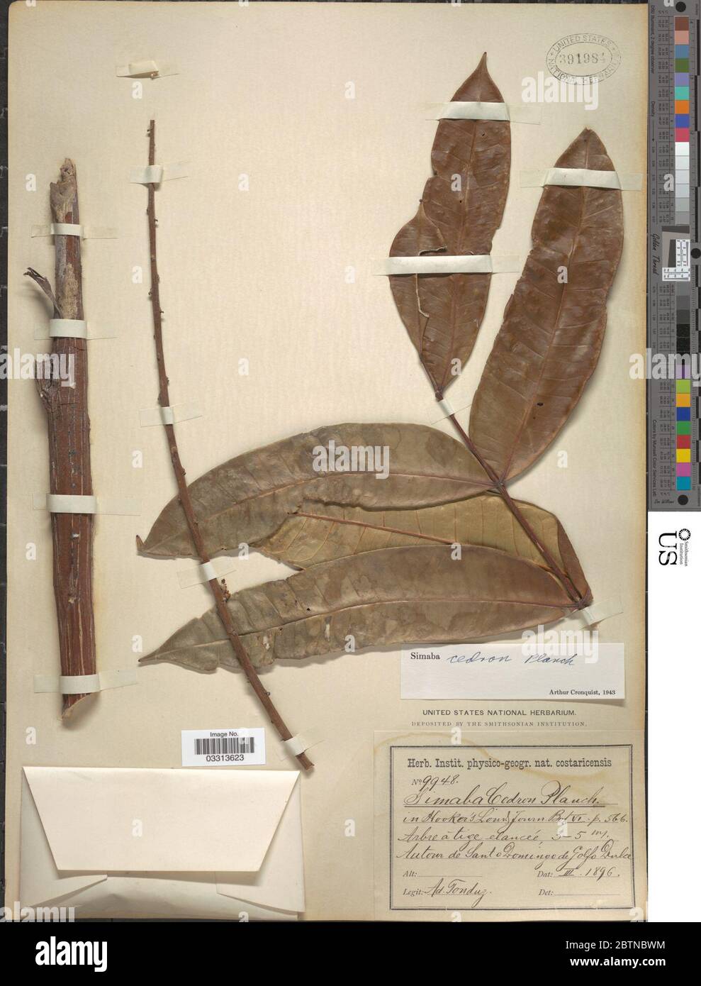 Simaba cedron Planch. 12 Jul 20191 Stock Photo - Alamy