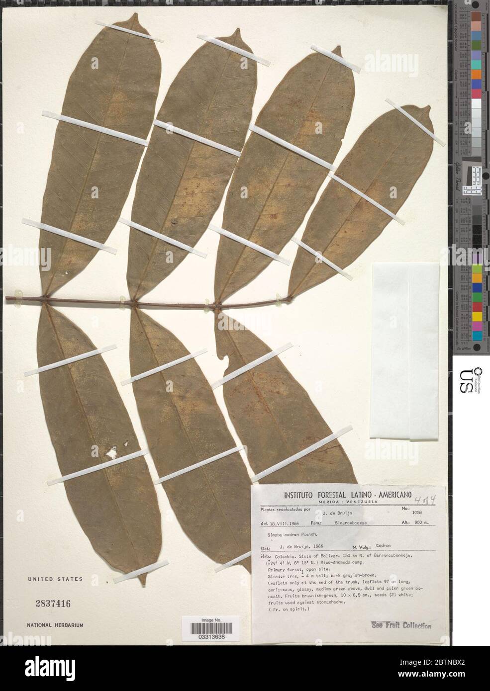 Simaba cedron Planch. 12 Jul 20191 Stock Photo - Alamy