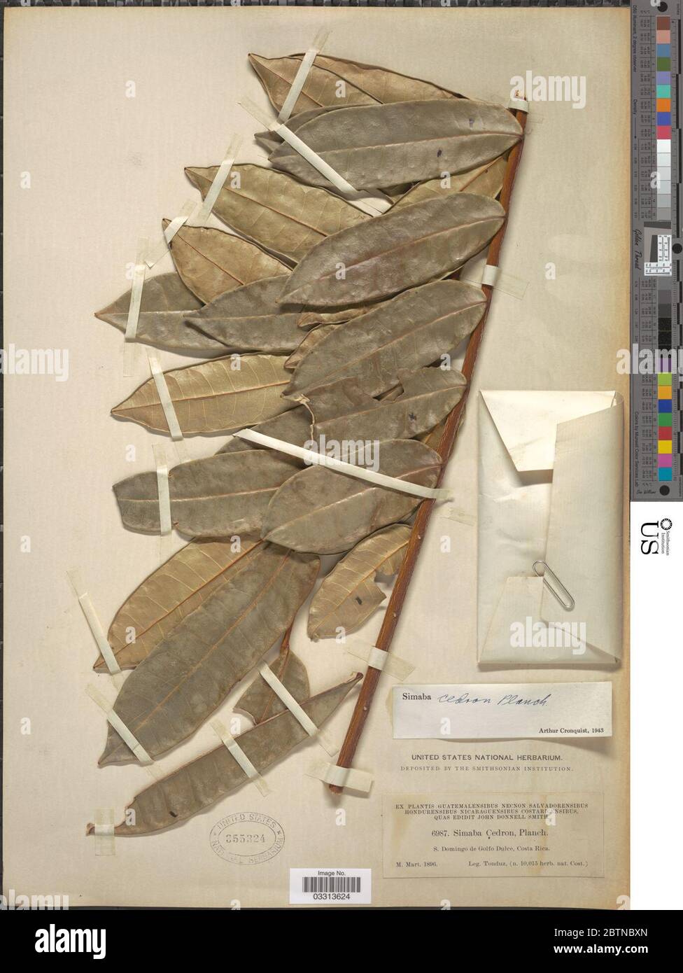 Simaba cedron Planch. 12 Jul 20191 Stock Photo - Alamy