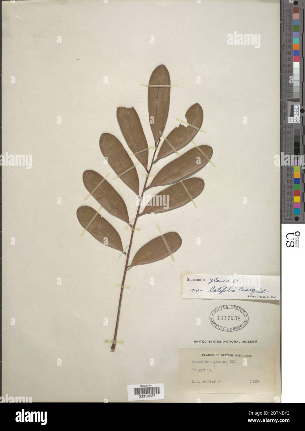 Simarouba glauca DC. 12 Jul 20191 Stock Photo - Alamy