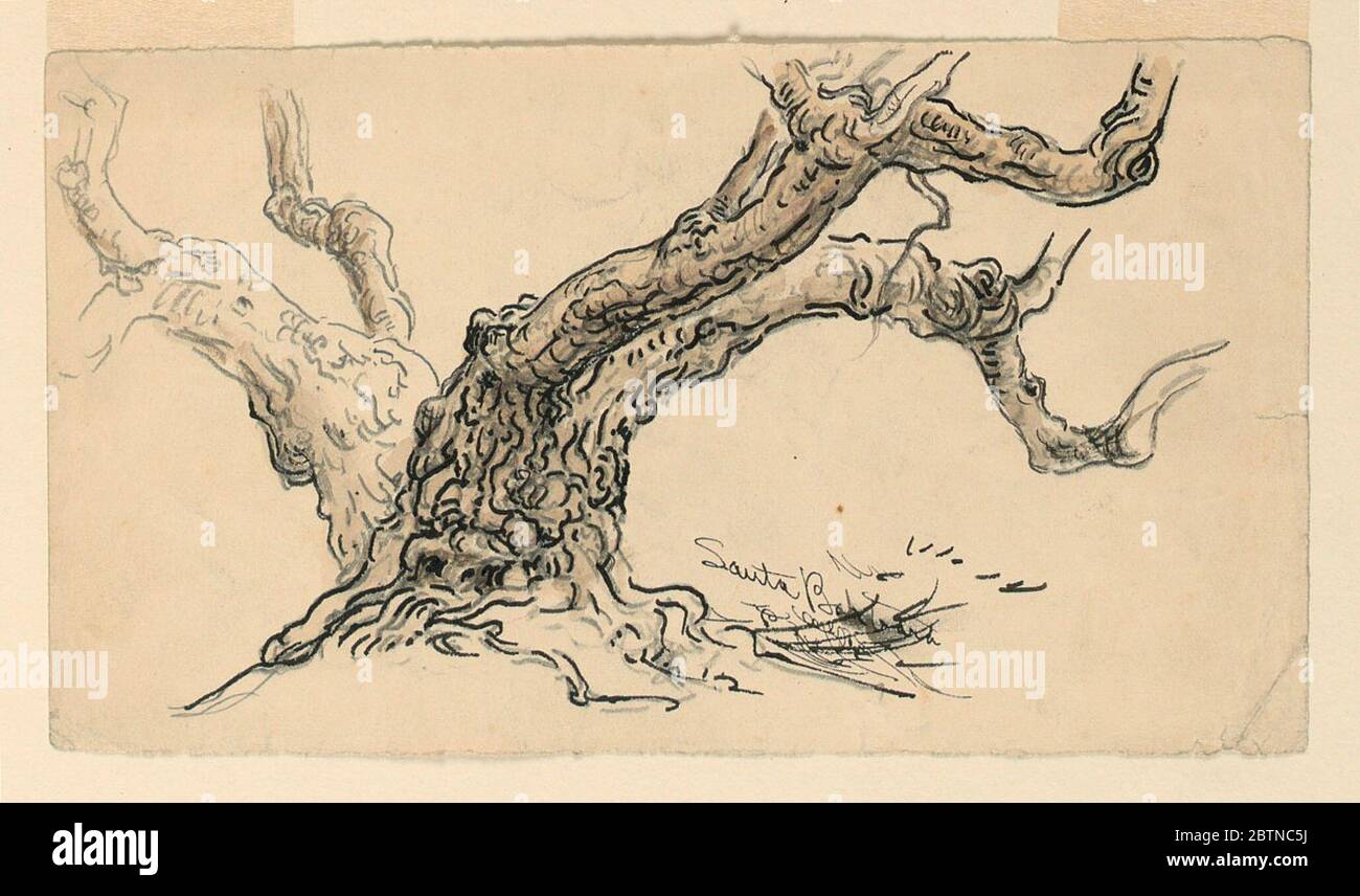 Sycamore tree roots hi-res stock photography and images - Alamy