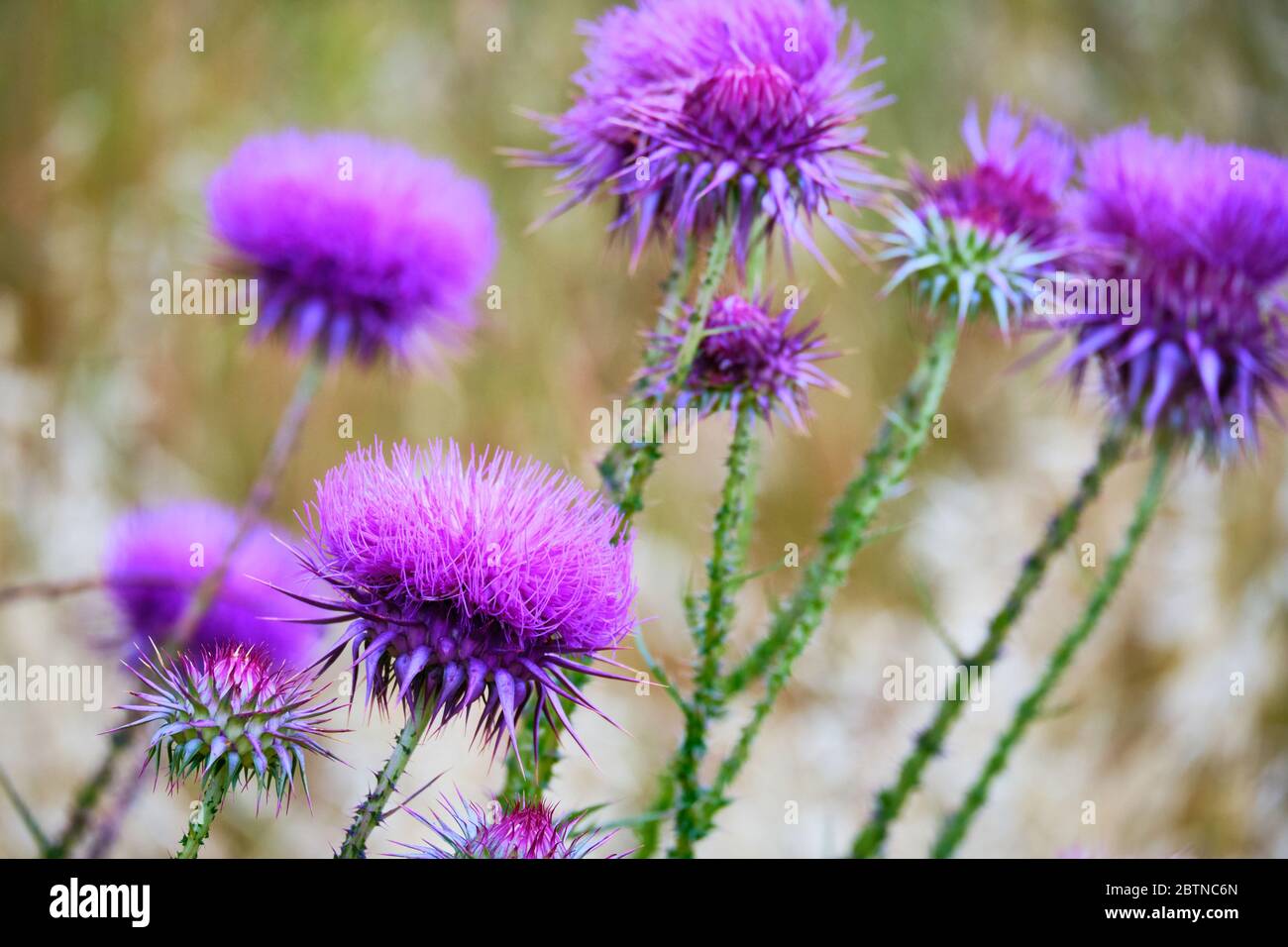 Buds of Carduus nutans or musk thistle. Lots of nodding plumeless ...
