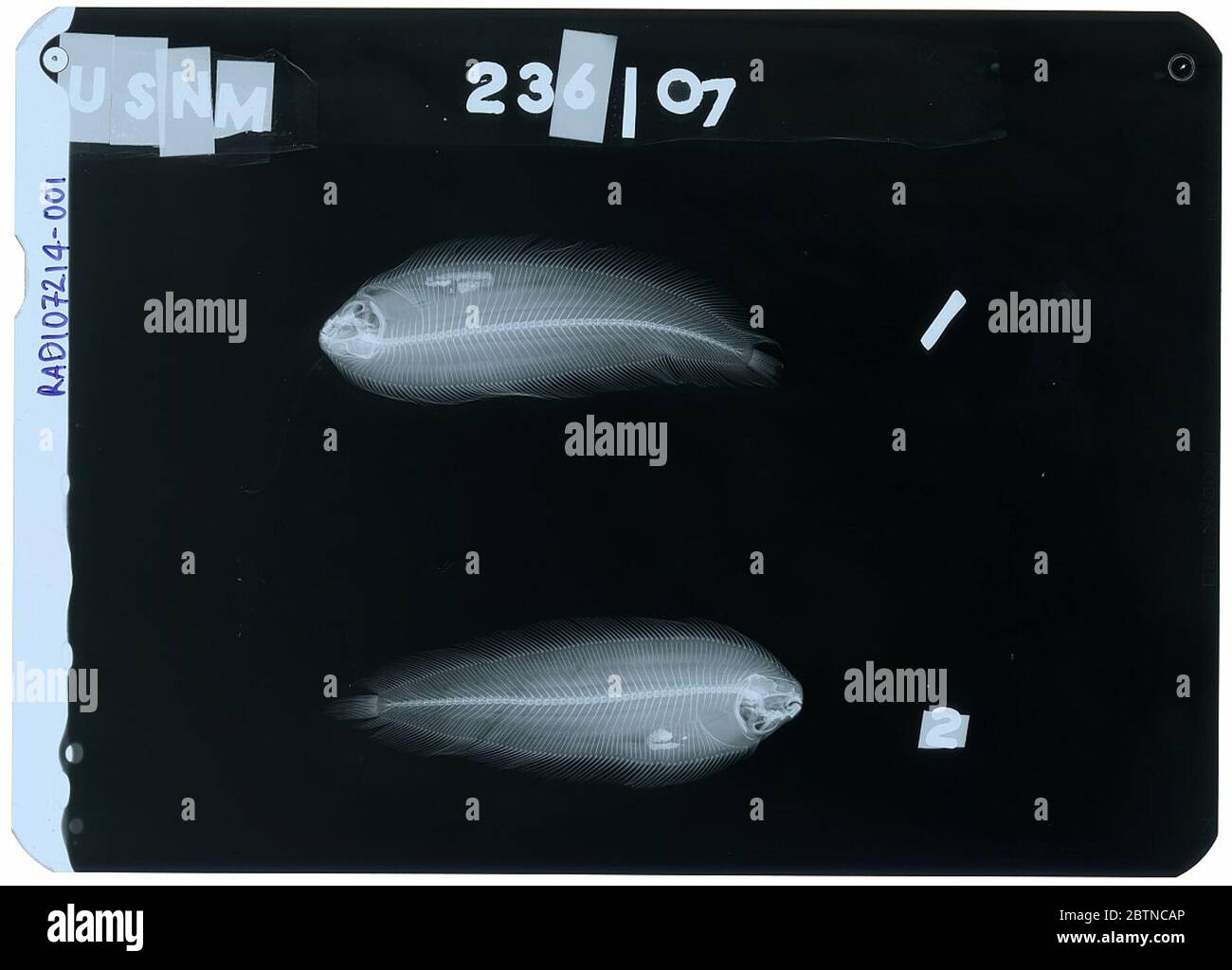 Anatomy species Cut Out Stock Images & Pictures - Alamy