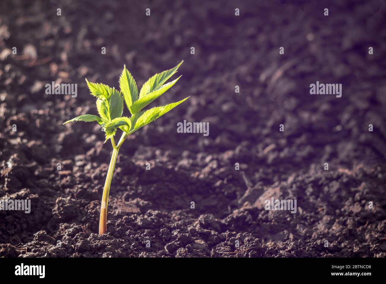 early spring first green sprout from the ground spring background glows ...