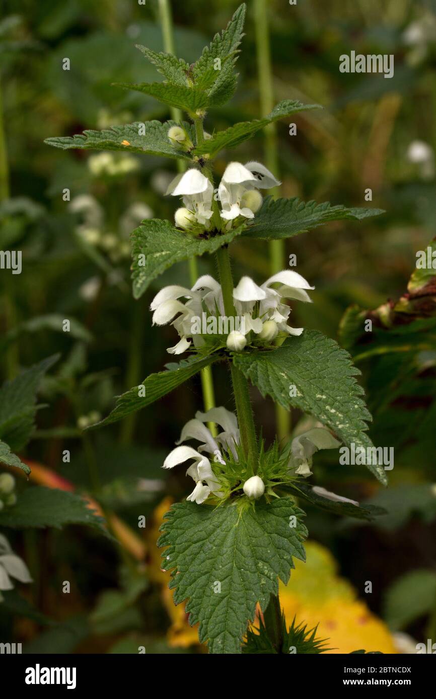 The flowers of the White-dead Nettle make identification easy to ensure ...