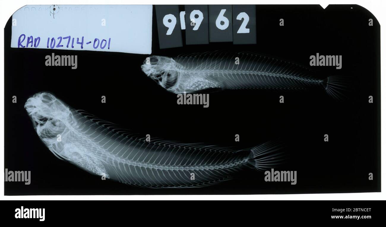 Bellus hi-res stock photography and images - Alamy