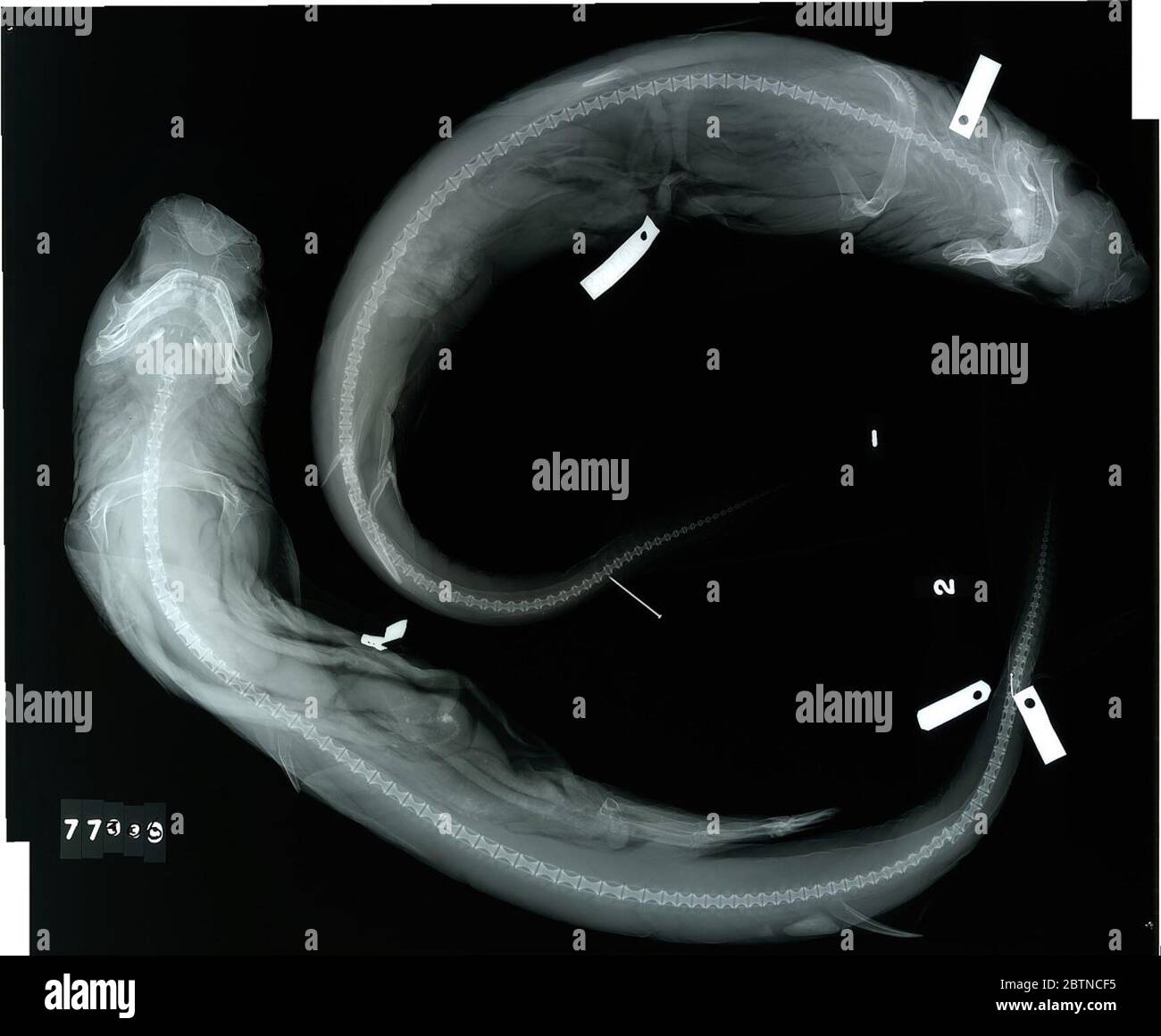 Species squalus acanthias hi-res stock photography and images - Alamy