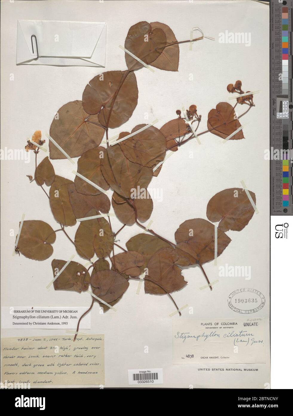 Stigmaphyllon ciliatum A Juss. 12 Jul 20191 Stock Photo - Alamy