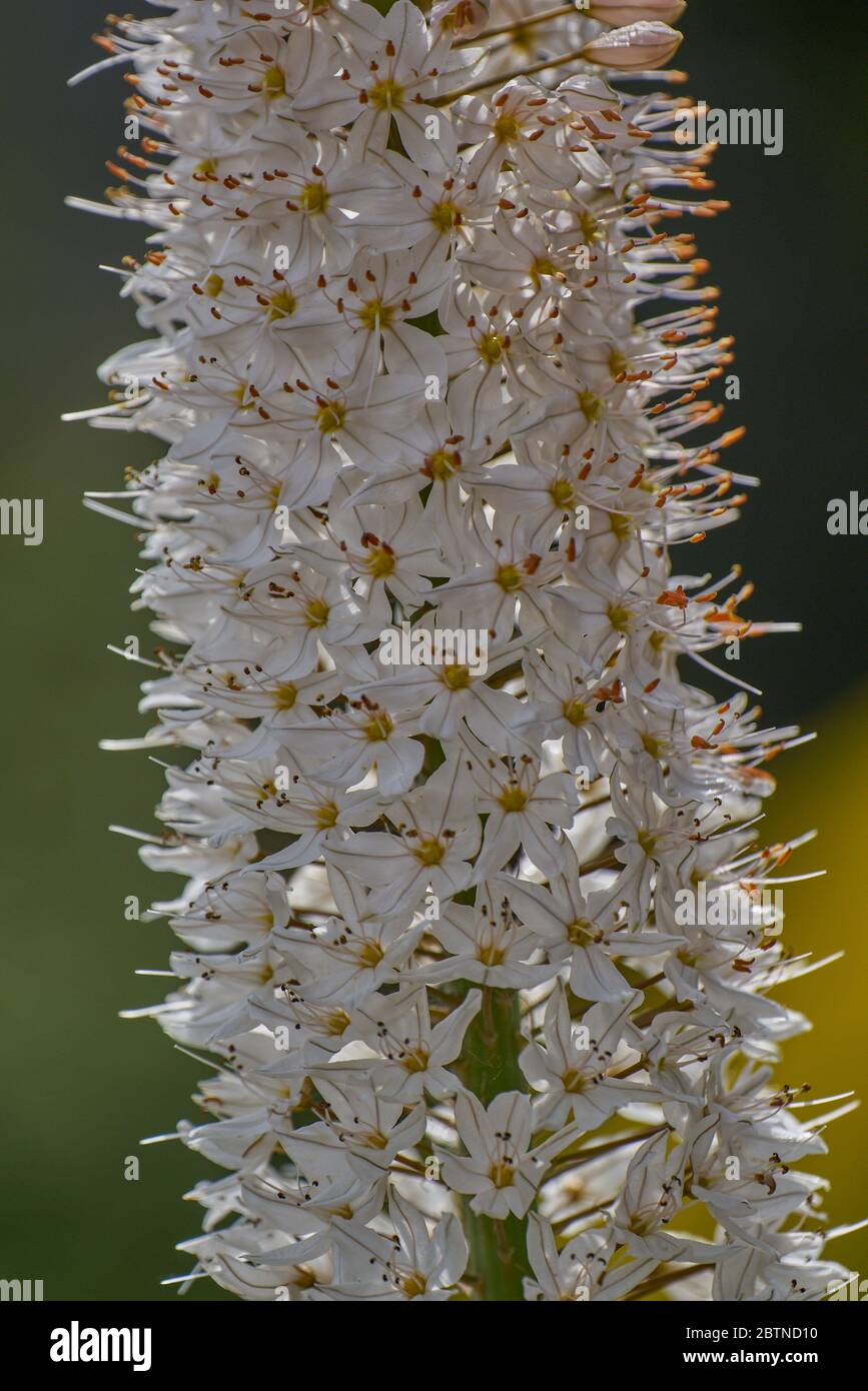 Eremurus himalaicus hi-res stock photography and images - Alamy