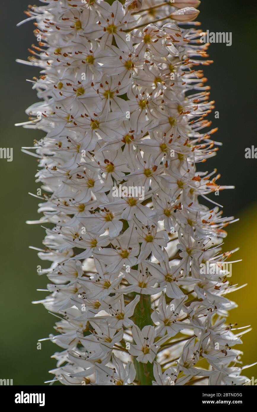 Eremurus himalaicus hi-res stock photography and images - Alamy