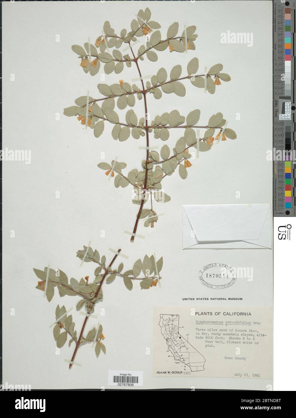 Rotundifolius hi-res stock photography and images - Alamy