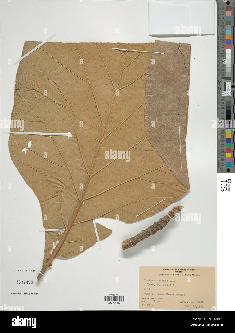 Tectona grandis L f Stock Photo - Alamy