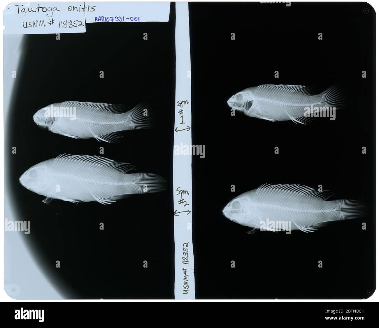 Tautoga onitis Cut Out Stock Images & Pictures - Alamy