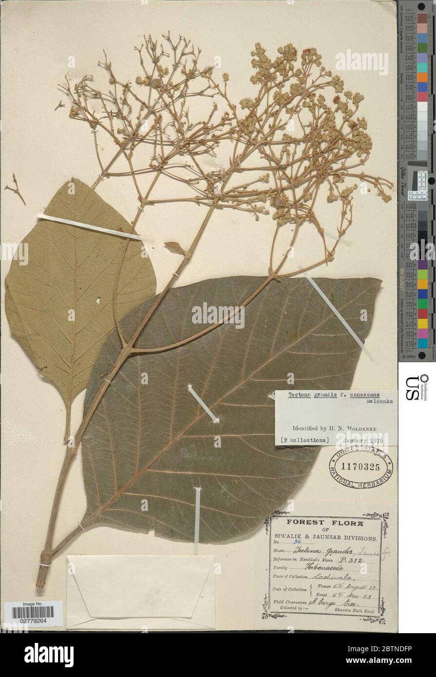 Tectona grandis l f hi-res stock photography and images - Alamy