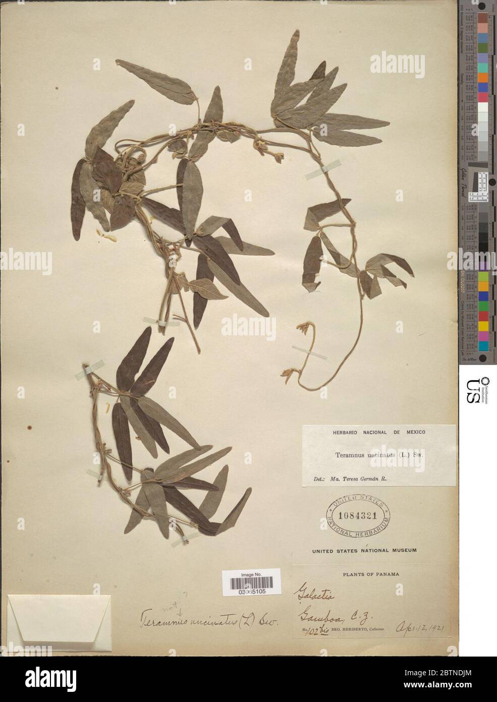 Teramnus uncinatus hi-res stock photography and images - Alamy