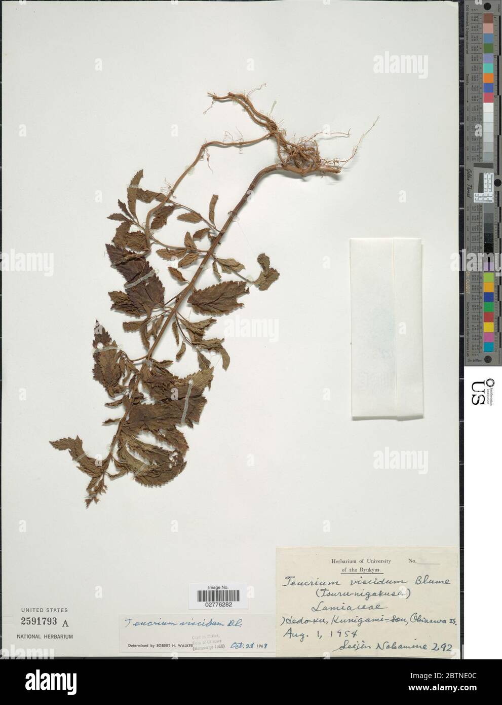 Teucrium viscidum Blume. 17 Mar 20181 Stock Photo - Alamy