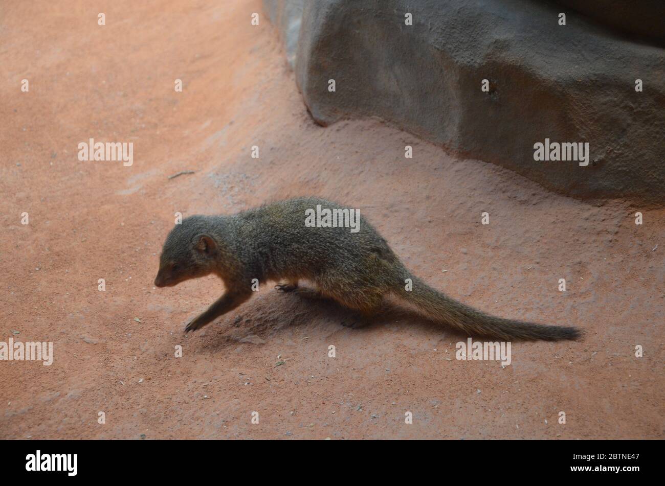 Dwarf mongoose portrait in the zoo Stock Photo - Alamy